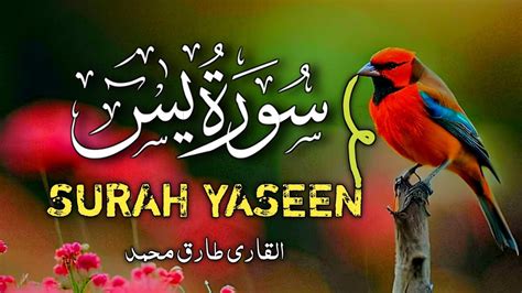 Surah Yaseen سورة يس Heart Healing Recitation Daily Quran