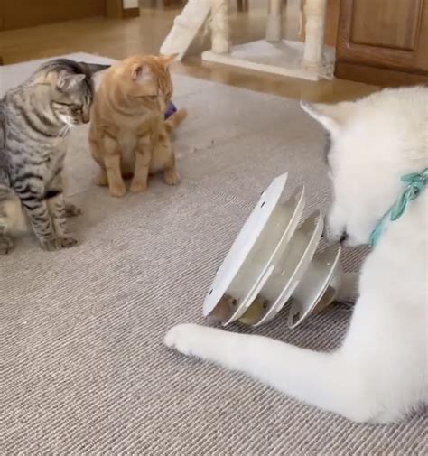 「お前が壊すんかい！」飼い主さんが思わず突っ込んだ珍事件、ペットの反応が良すぎた