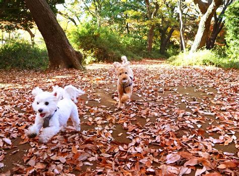 運動能力は生まれ持った遺伝子？後天的な努力？？ 遺伝子博士