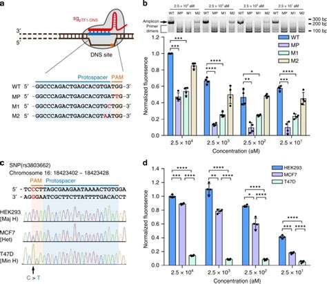 A Crispr Cas9 Triggered Strand Displacement Amplification Method For Ultrasensitive Dna