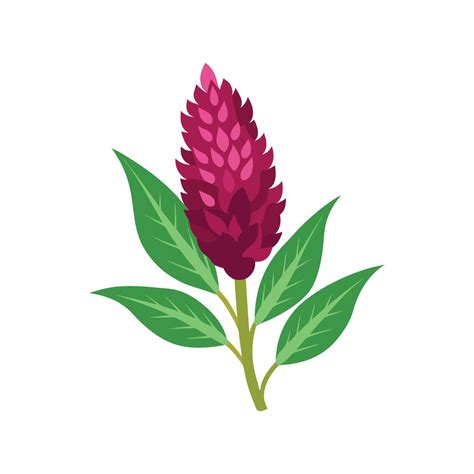 Vibrant Amaranth Flower Design Art 57394374 Vector Art At Vecteezy