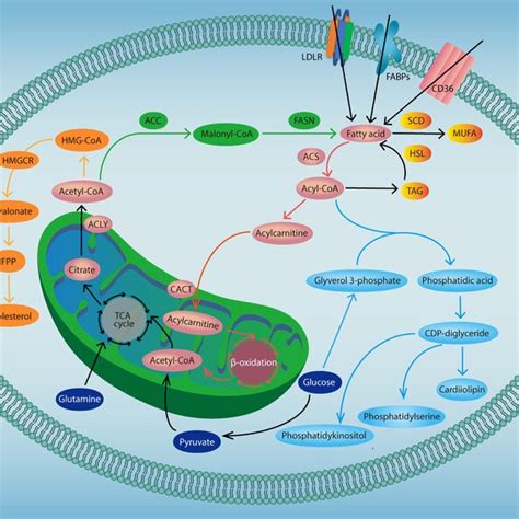 Lipid Metabolism In Cancer Glutamine And Glucose‐derived Acetyl‐coa