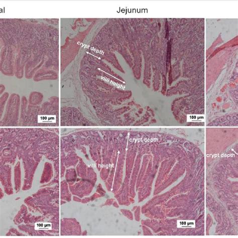 Effects Of Lc On Intestinal Morphology Of Duodenum Jejunum And Ileum
