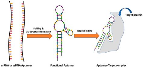 Aptamers As Theranostics In Cardiovascular Diseases
