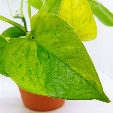 Variegated Pothos Plants Everything You Need To Know The Healthy