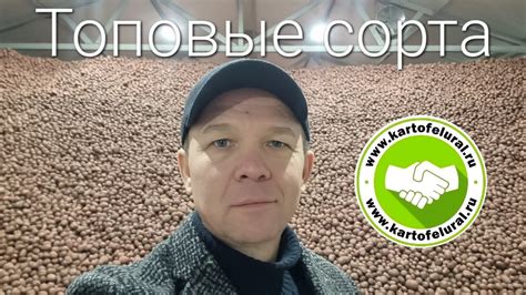 3 ноября 2022 г лучший картофель по качеству из Свердловской области