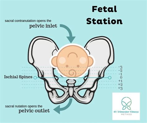 The Usefulness Of Active Pelvic Movements During Labor Physiotutors