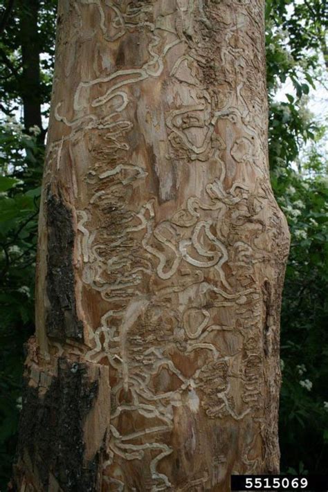Emerald Ash Borers Threaten Extinction For Our Regions Ash Trees