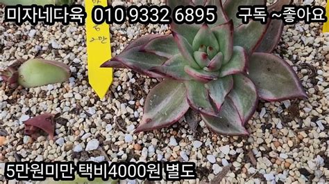 2월16일금요일 ️ 감사합니다 실방에 참여 해주셔서 더욱더 노력 하겠습니다♡♡♡♡♡이쁜아가들보러오세요 😀😃😄 Youtube