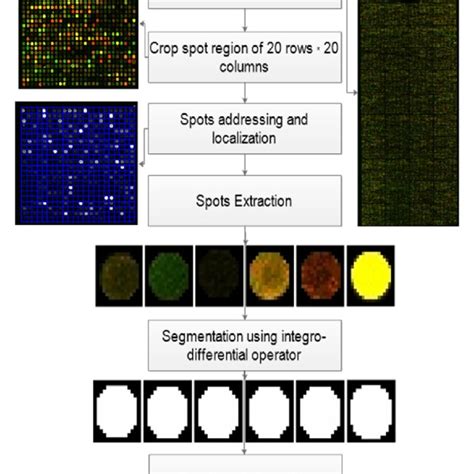 Examples Of The Cropped Cdna Microarray Images Download Scientific