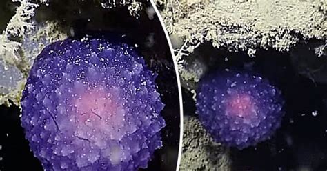 Creepy Glowing Alien Blob Caught On Camera Spooks Scientists Daily Star