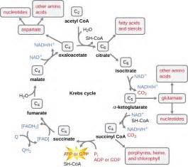 Substrate Level Phosphorylation Krebs Cycle