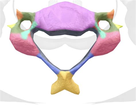 Saqs Cervical Flashcards Quizlet