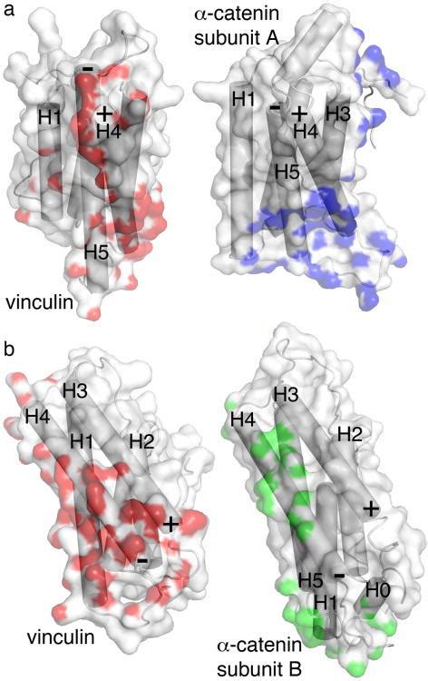 The F Actin Binding Domain Surfaces Of Vinculin And Dim Open I