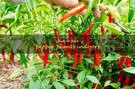 The Best Time To Begin Growing Pepper Plants Indoors Shuncy