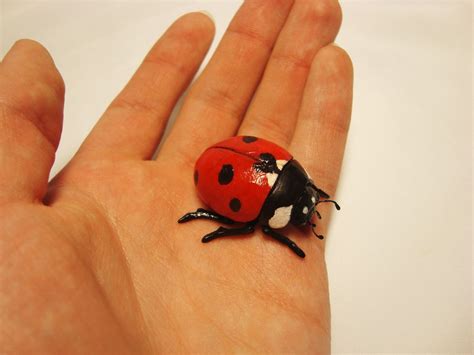 Семиточечная божья коровка Coccinella Septempunctata — Каропка ру