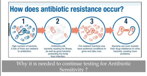 Kirby Bauer Technique Flashcards Quizlet