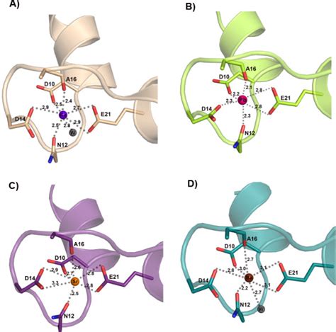 Ef Hand Motif 1 Of Ehcabp1 Showing The Heavy Metal Coordination A Download Scientific
