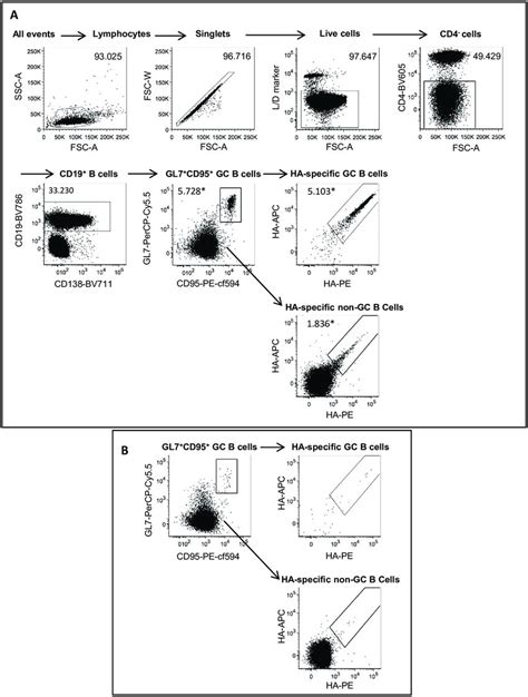 The Applied Flowcytometric B Cell Phenotyping Panel Is Able To Identify