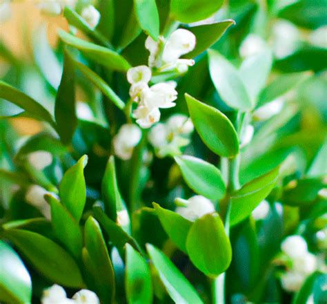 Ruscus La Esperanza Farms