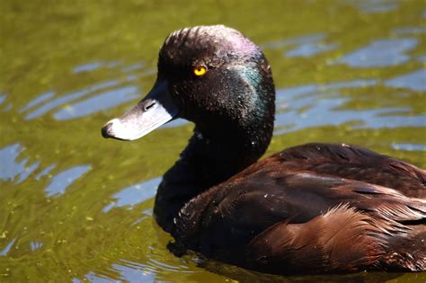 Scaup Duck Birds New Free Photo On Pixabay Pixabay