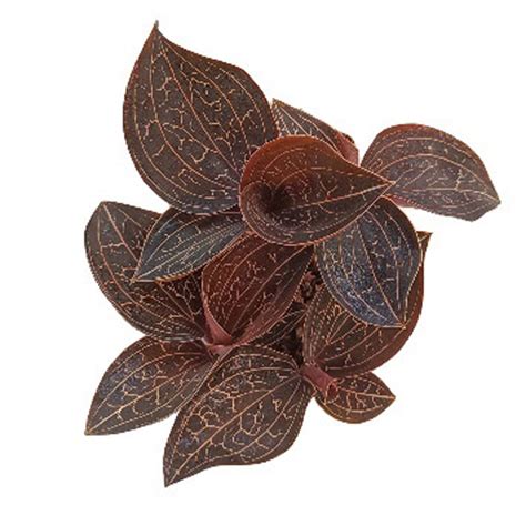 Pinnacle Plants International