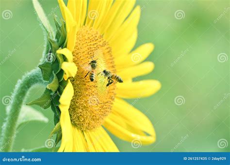 Sunflower In Nature Garden Flower Honey Bee Summer Spring Honeybee Stock Image Image Of