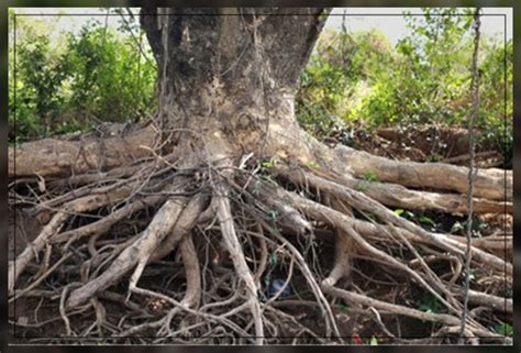 Tree Roots Problems What Are These Al Ardh Alkhadra