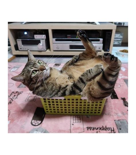 перерисовка удобно пиздец кот кот и коробка Gentlecat
