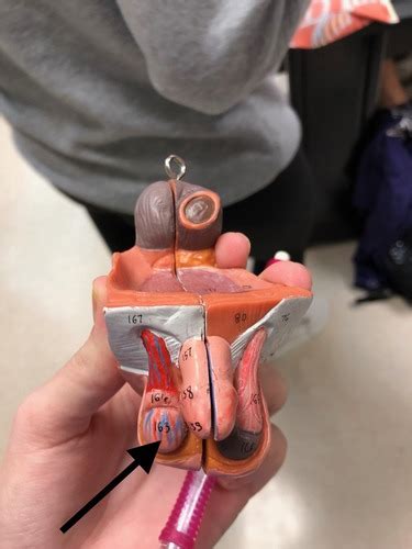 Lab 1 Flashcards Quizlet