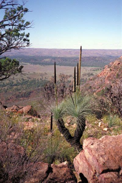 Xanthorrhoea Australis Australian Native Plants Society Australia