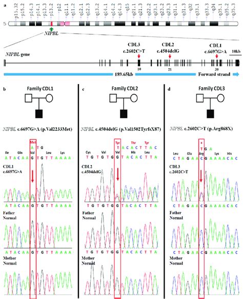 Mapping Of The Three Identified Mutations To The Nipbl Gene A A