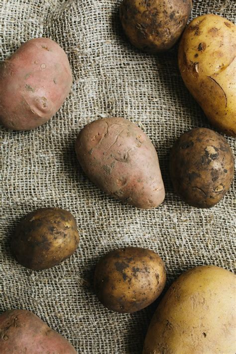 Como Plantar Batata Doce Do Jeito Certo Veja O Guia Minhasaúde