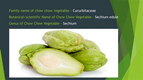 Chow Chow Vegetable Pptx Gardening Home And Garden