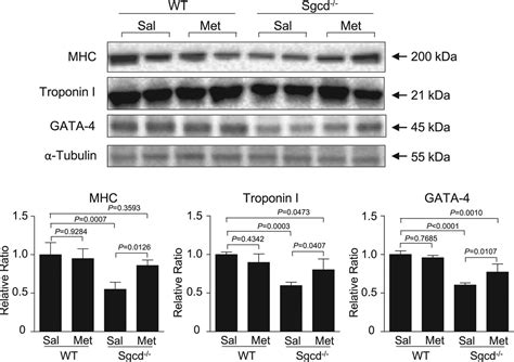 Metformin Enhances Autophagy and Provides Cardioprotection in δ