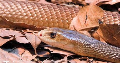 10 อันดับงูที่มีพิษอันตรายที่สุดในโลก