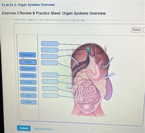 Solved Exercise 3 Review Practice Sheet Organ Systems Chegg