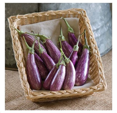 Fairy Tail 27marta Posejan Eggplant Seeds Eggplant Garden Seeds