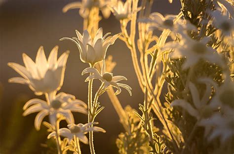 390개 이상의 Flannel Flower 스톡 사진 그림 및 Royalty Free 이미지 Istock