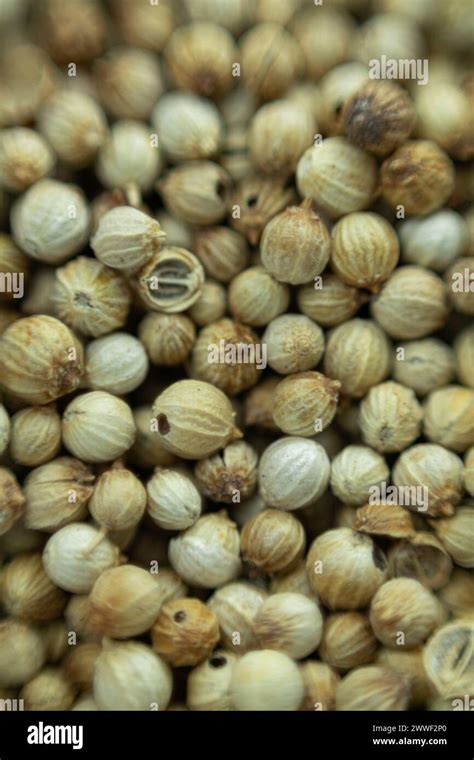 Blurred Background Coriander Seeds Dried Coriander Seeds Macro Spices