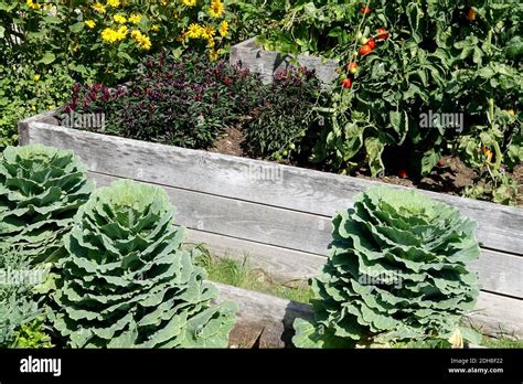 Raised Bed Vegetables Vegetable Garden Vegetable Plot Vegetable Garden
