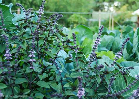 Garden Bugs Exploring Their Vital Role In Miami