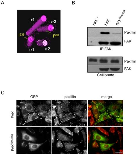 A Structural View Of The 4 Helix Bundle α1 α4 Of The Fat Domain