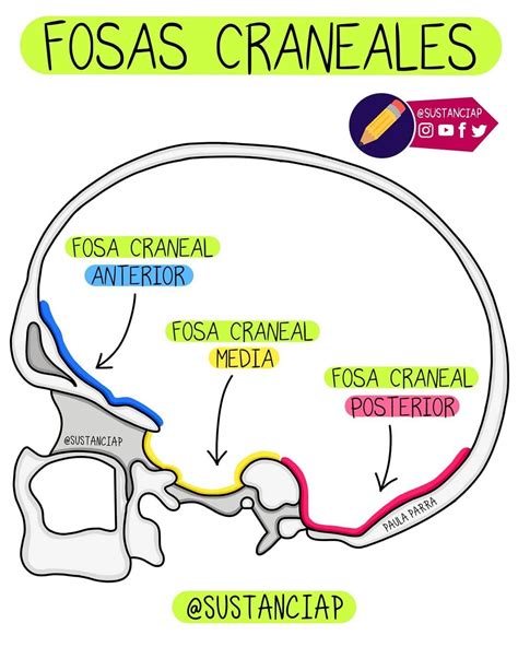 Fosa Craneal Posterior