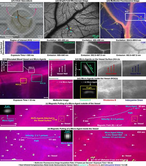 Multicolor Fluorescence Microscopy For Visualizing The Magnetic Download Scientific Diagram