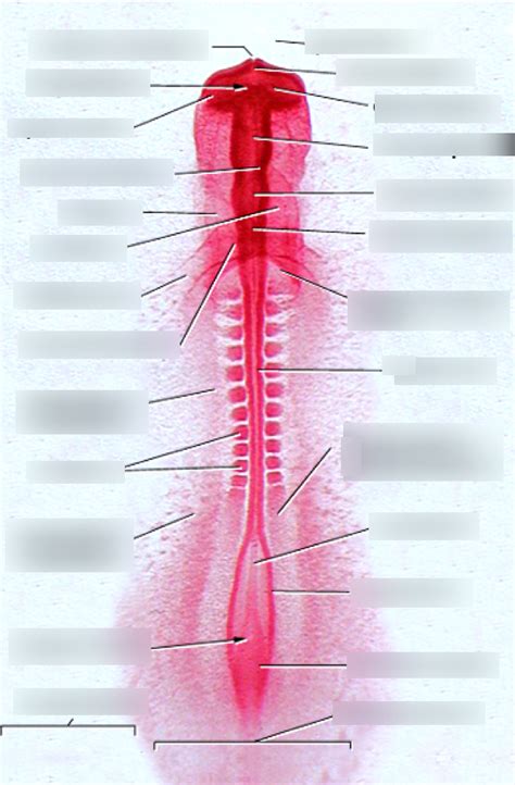 Final Quiz Dev 2 Diagram Quizlet