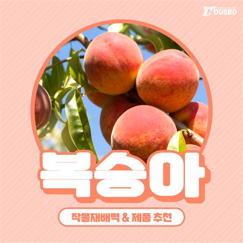 주누보 복숭아 작물 재배력 비료 And 농업자재 추천 토양개량 밑거름 웃거름 감사거름 등