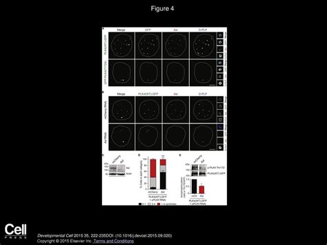 PLK4 Trans Autoactivation Controls Centriole Biogenesis In Space Ppt