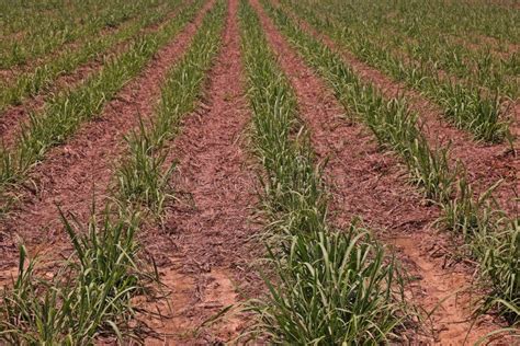 Cultivo Da Cana De A Car Mulching Do Solo E Controle De Ervas