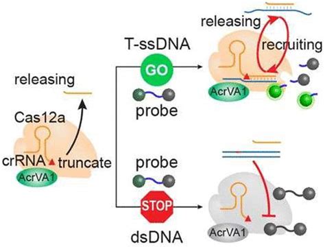 用于独家检测单链 DNA ssDNA 的新型抗 CRISPR 辅助 CRISPR 生物传感器 ACS Sensors X MOL